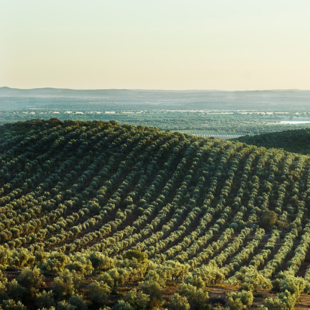 ¿Es rentable una finca olivar? Invertir en finca olivar - Fincalista