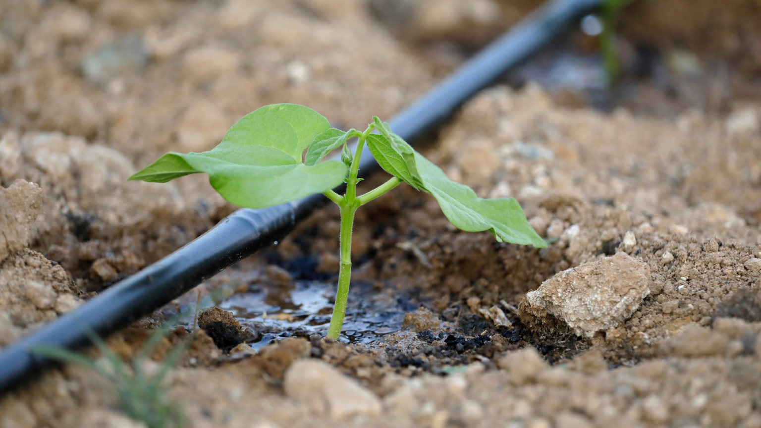 El uso de agua regenerada en la agricultura - Fincalista